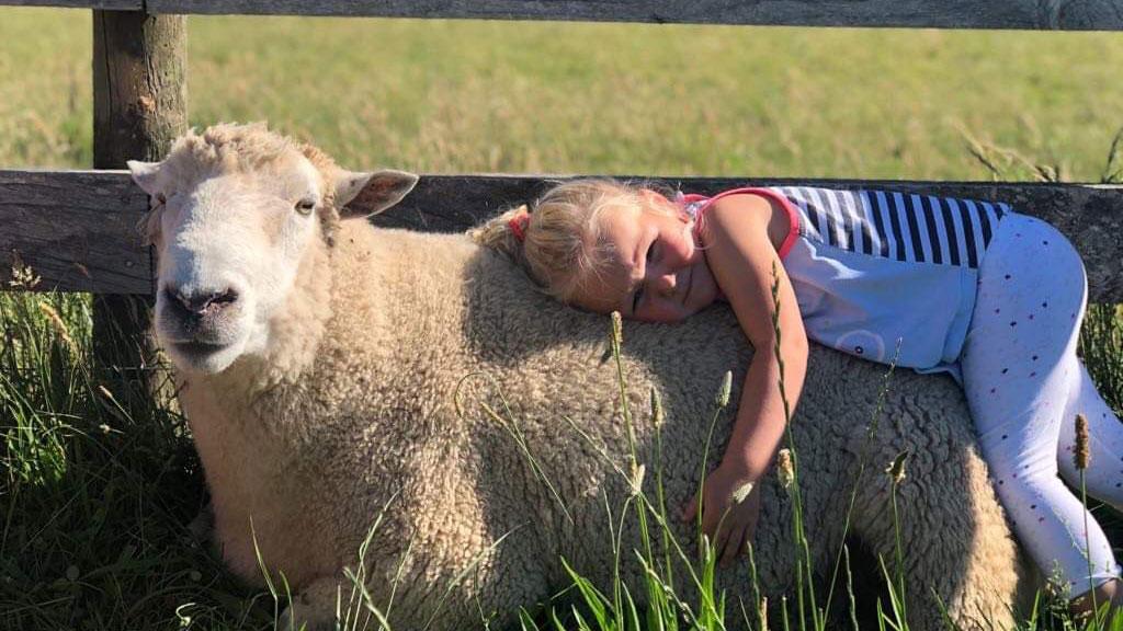 Home | Bow Peep Sheep Shearing